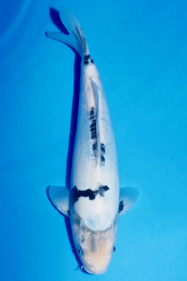 Koi-Auktion: Koi DOITSU SHIRO-UTSURI WEIBLICH