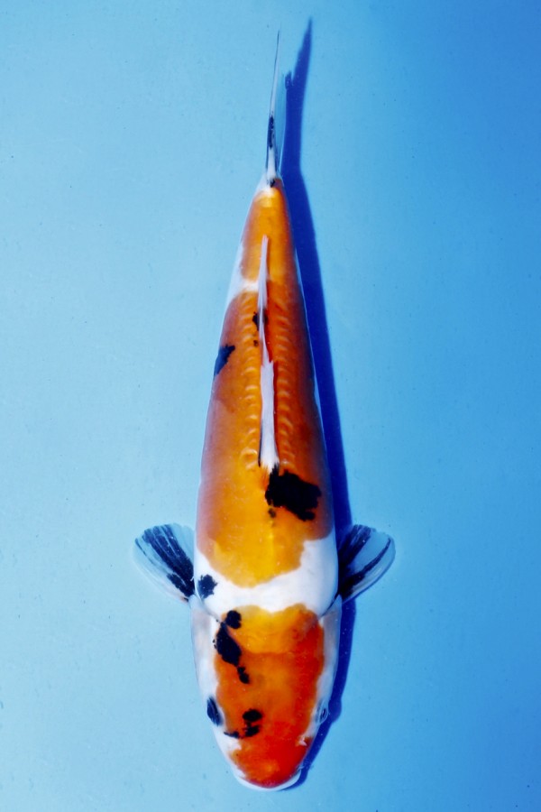 Koi-Auktion: Koi DOITSU SHOWA