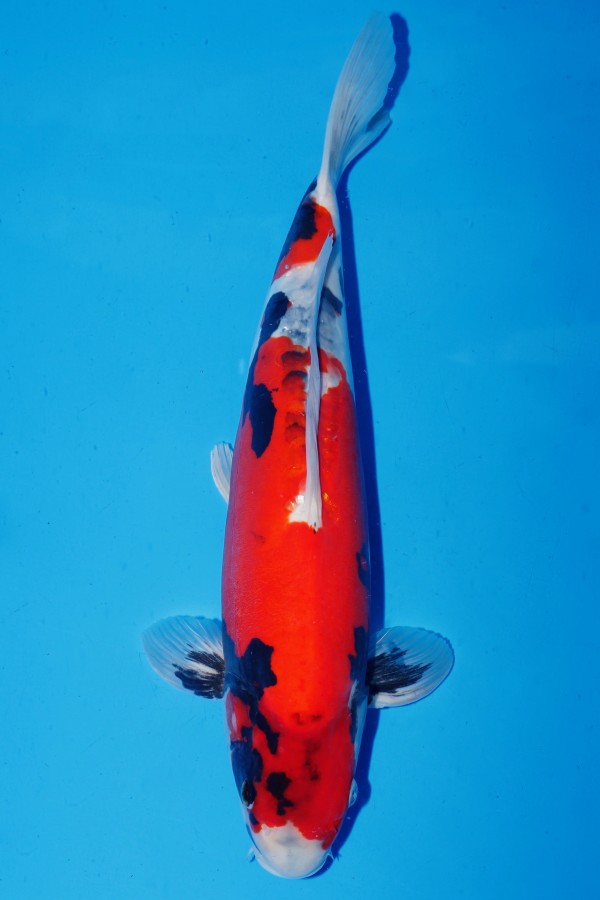 Koi-Auktion: Koi DOITSU SHOWA +41CM