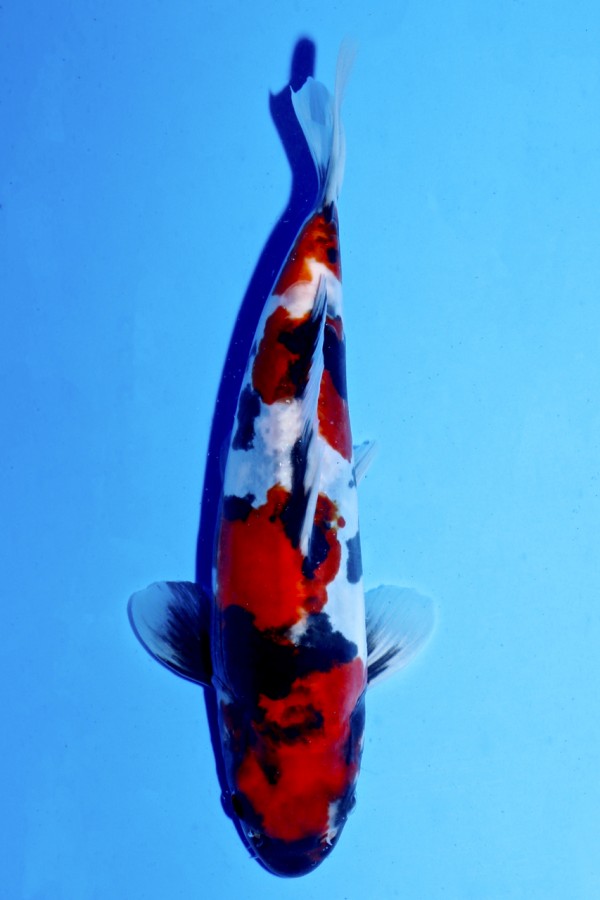 Koi-Auktion: Koi DOITSU SHOWA