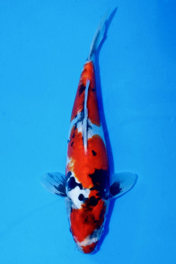 Koi-Auktion: Koi DOITSU SHOWA
