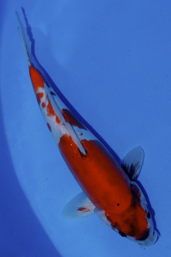 Koi-Auktion: Koi Doitsu Showa