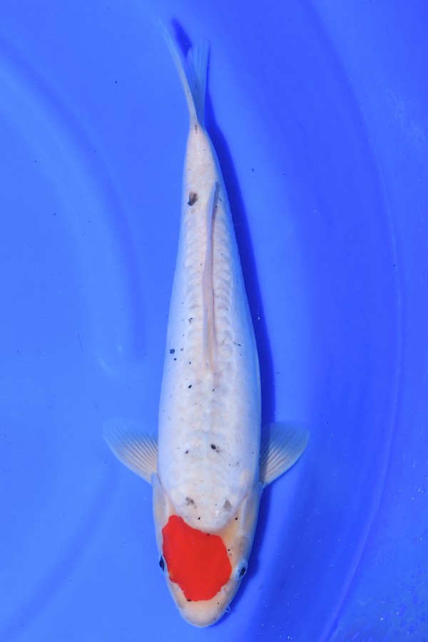 Koi Doitsu Tancho Goshiki