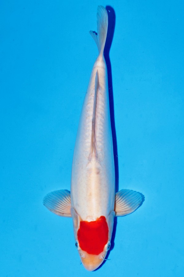 Koi-Auktion: Koi DOITSU TANCHO KOHAKU +34CMJUMBO TOSAI