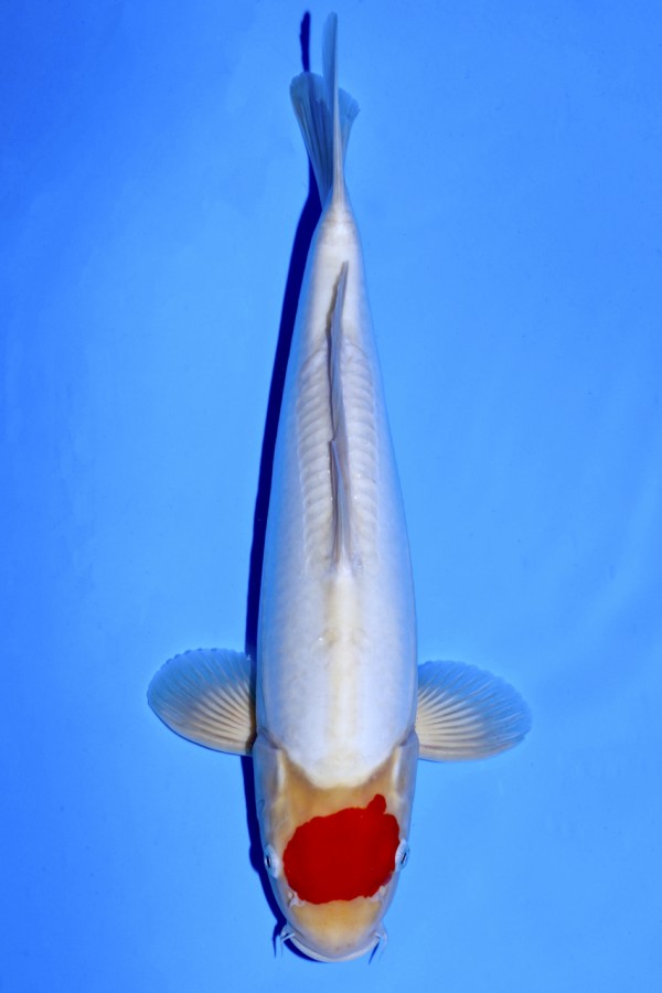 Koi-Auktion: Koi DOITSU TANCHO KOHAKU +42CM