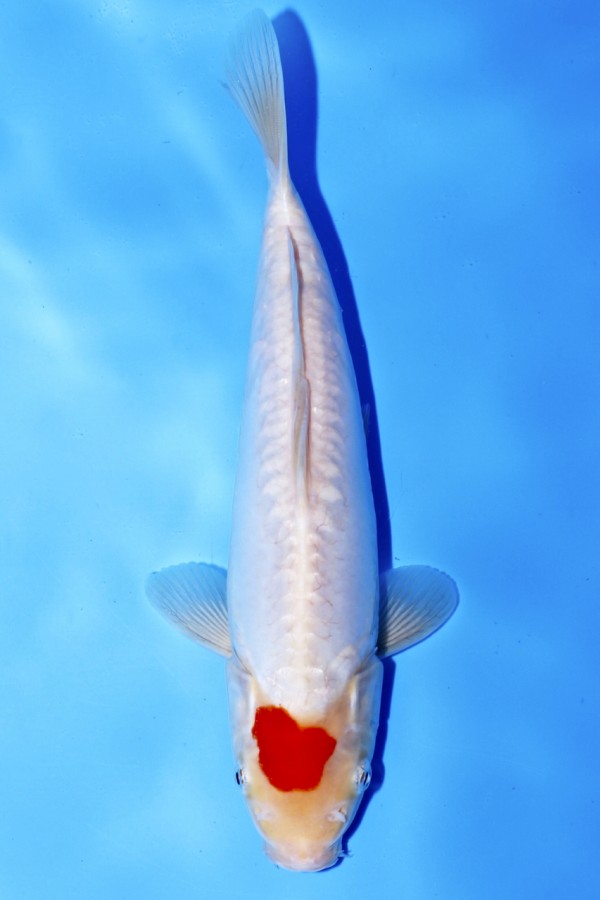 Koi-Auktion: Koi DOITSU TANCHO KOHAKU