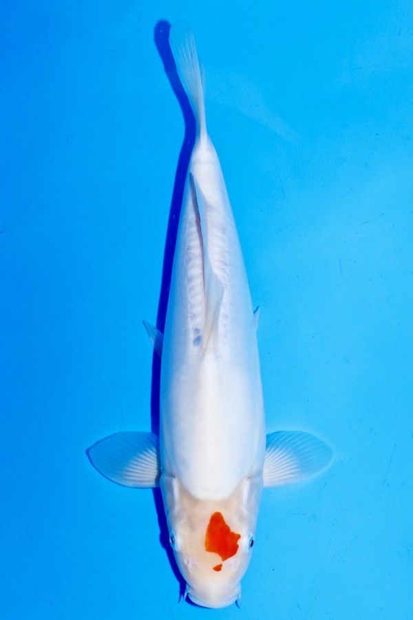 Koi-Auktion: Koi DOITSU TANCHO KOHAKU