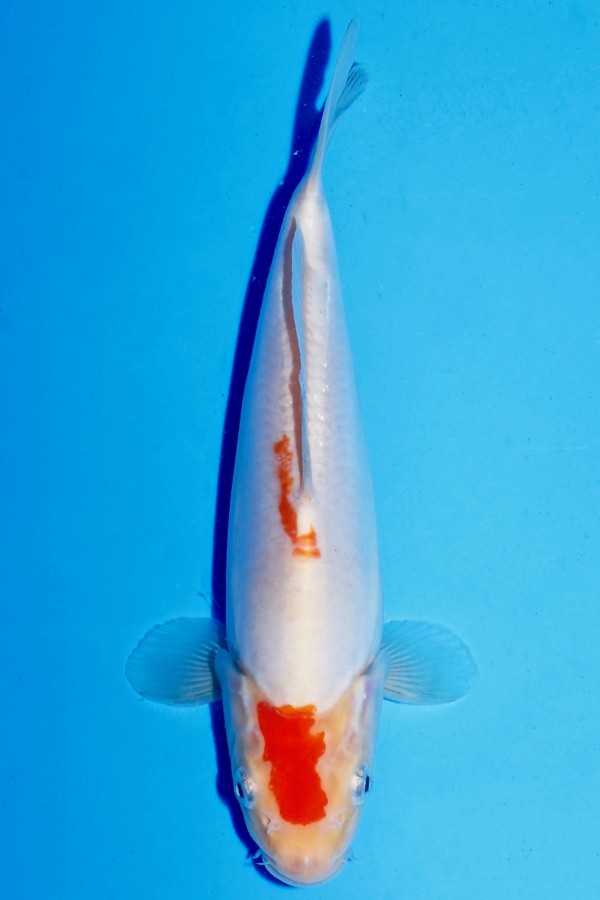 Koi-Auktion: Koi DOITSU TANCHO KOHAKU JUMBO TOSAI