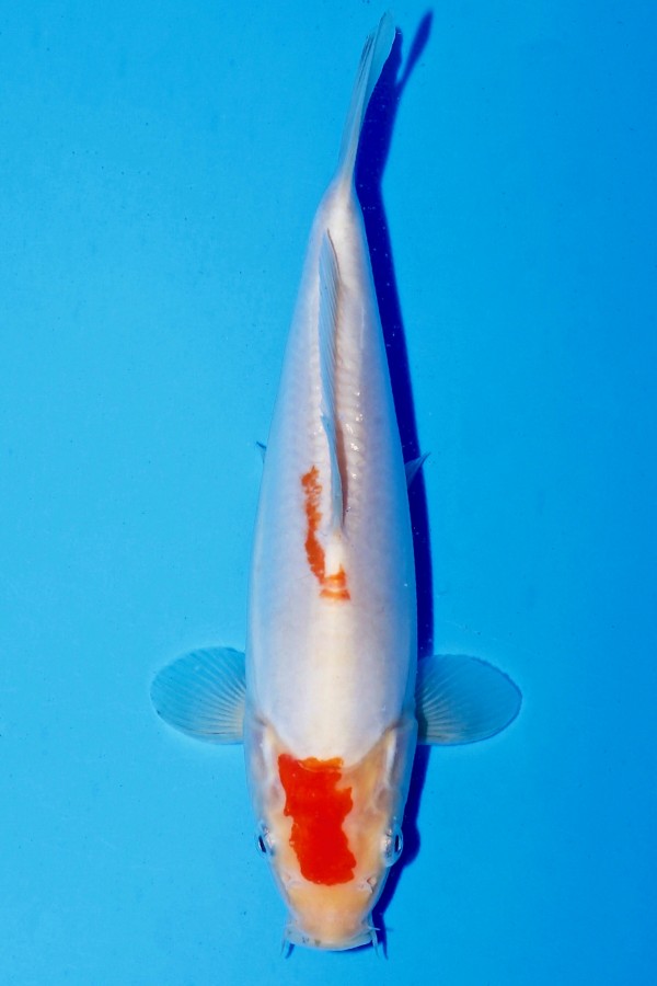 Koi-Auktion: Koi DOITSU TANCHO KOHAKU JUMBO TOSAI