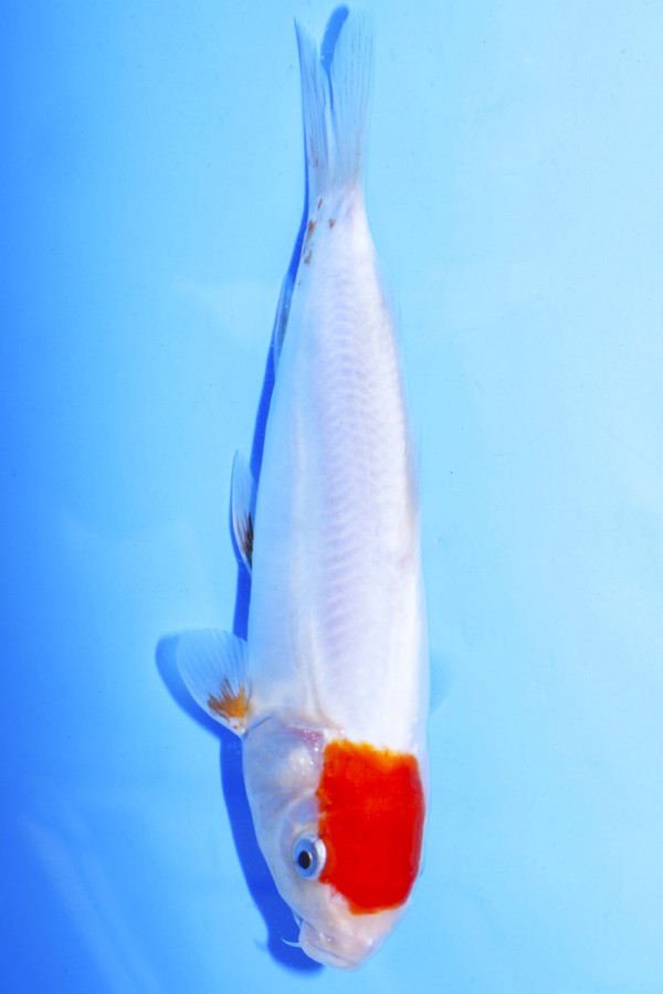 Koi-Auktion: Koi DOITSU TANCHO KOHAKU TOSAI