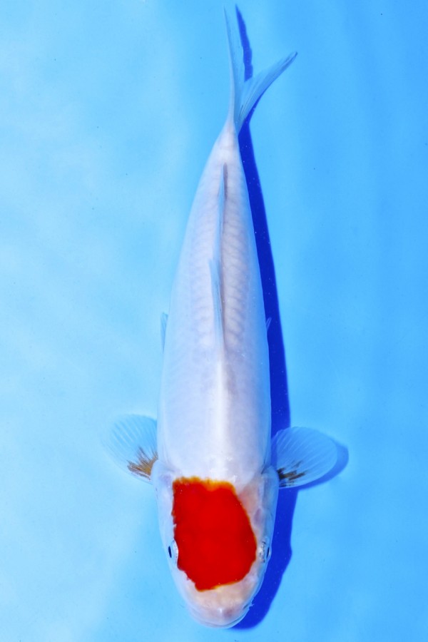 Koi-Auktion: Koi DOITSU TANCHO KOHAKU TOSAI
