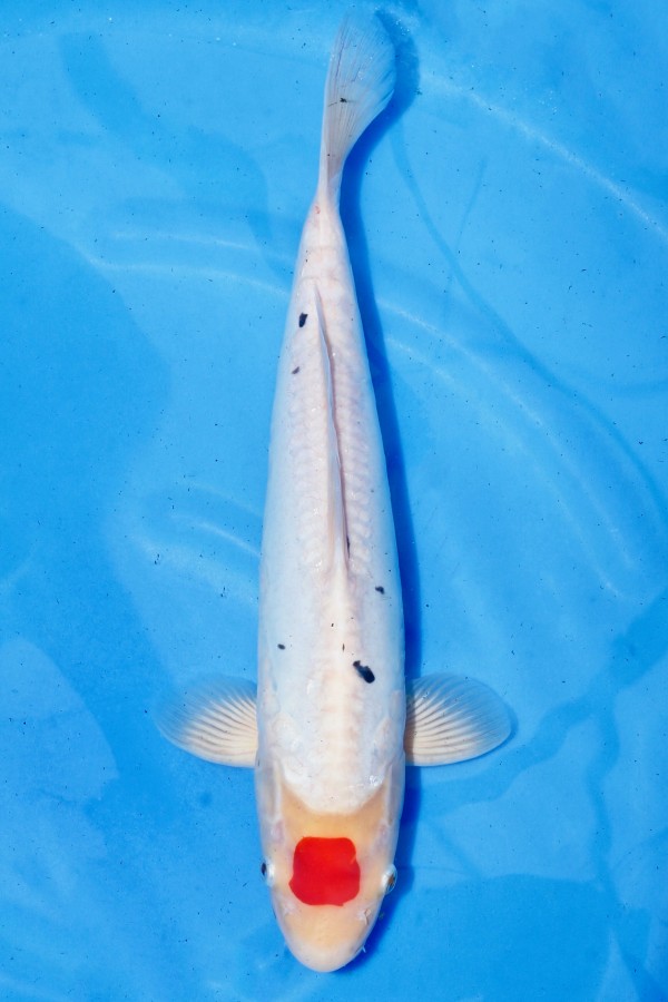 Koi-Auktion: Koi DOITSU TANCHO SANKE
