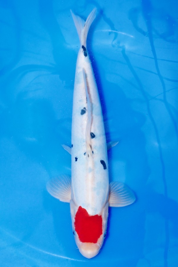 Koi-Auktion: Koi DOITSU TANCHO SANKE
