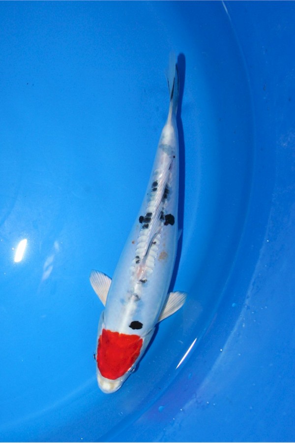 Koi Doitsu-Tancho-Sanke