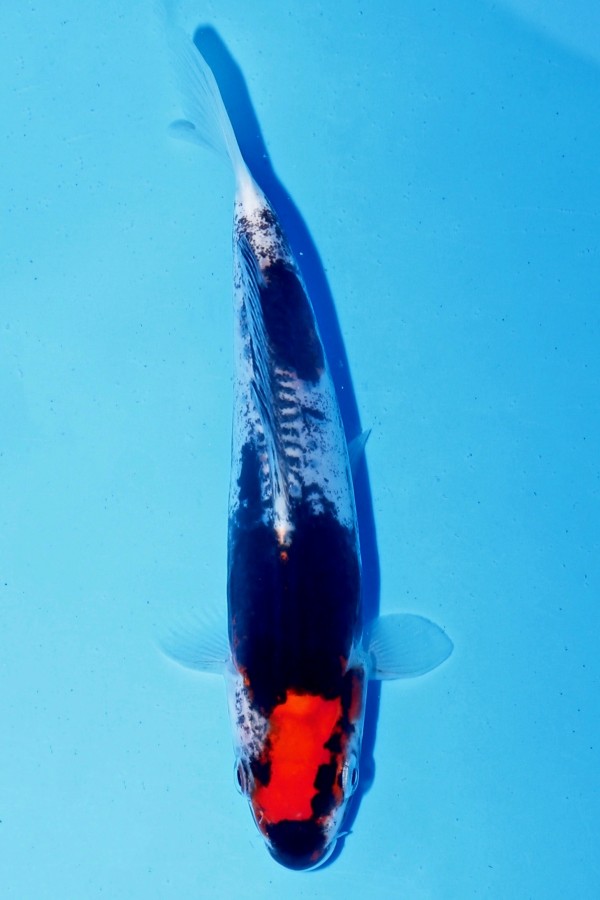 Koi-Auktion: Koi DOITSU TANCHO SHIRO GOSHIKI TOSAI