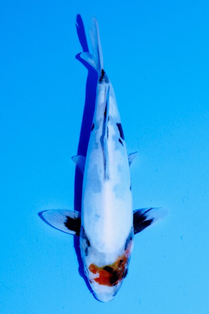 Koi-Auktion: Koi DOITSU TANCHO SHOWA