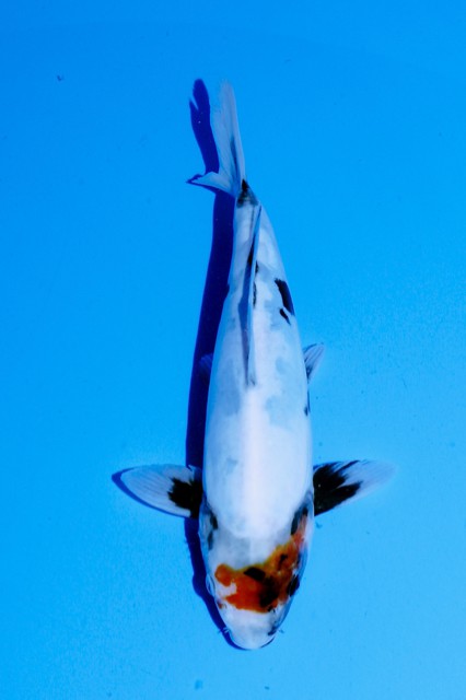 Koi-Auktion: Koi DOITSU TANCHO SHOWA