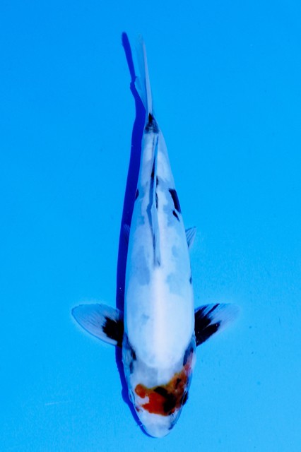 Koi-Auktion: Koi DOITSU TANCHO SHOWA