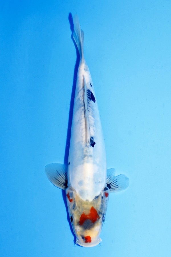 Koi-Auktion: Koi DOITSU TANCHO SHOWA +27CM