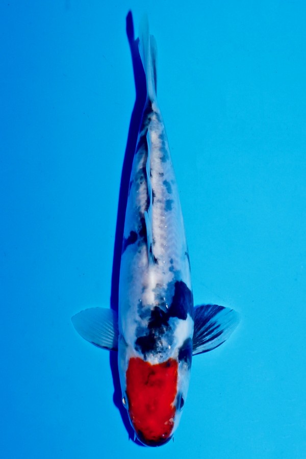 Koi-Auktion: Koi DOITSU TANCHO SHOWA JUMBO TOSAI