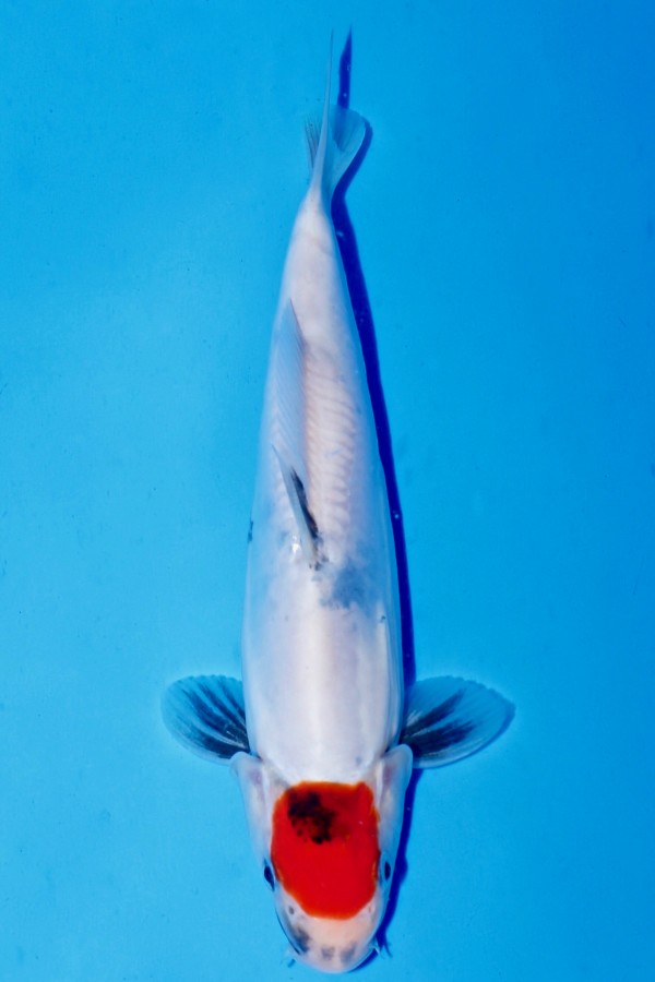 Koi-Auktion: Koi DOITSU TANCHO SHOWA JUMBO TOSAI