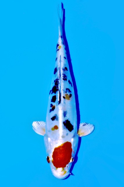 Koi-Auktion: Koi DOITSU TANCHO YAMATONISHIKI JUMBO TOSAI