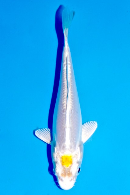 Koi-Auktion: Koi DOITSU TANCHO YELLOW HARIWAKE