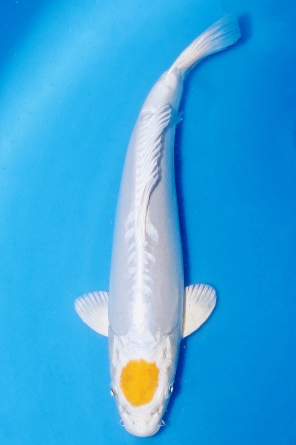 Koi-Auktion: Koi DOITSU TANCHO YELLOW HARIWAKE