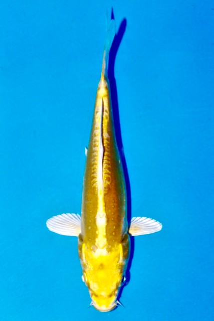 Koi-Auktion: Koi DOITSU YAMABUKI OGON