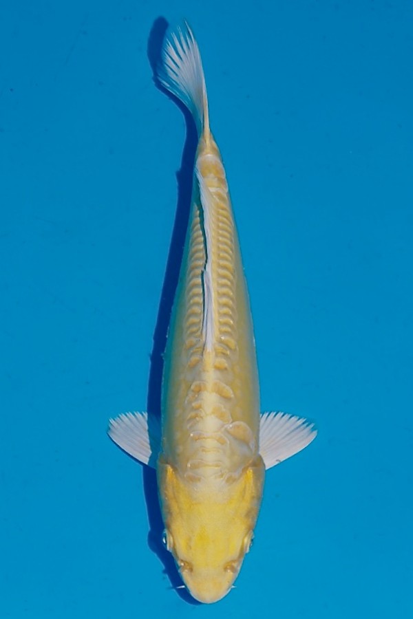 Koi-Auktion: Koi Doitsu Yamabuki Ogon