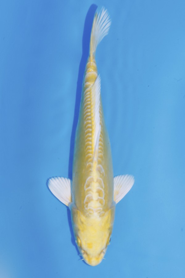 Koi-Auktion: Koi Doitsu Yamabuki Ogon