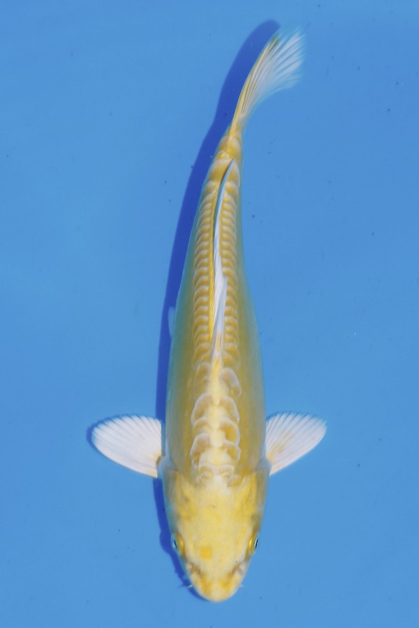 Koi-Auktion: Koi Doitsu Yamabuki Ogon