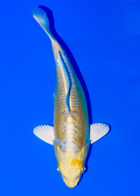 Koi-Auktion: Koi DOITSU YELLOW HARIWAKE