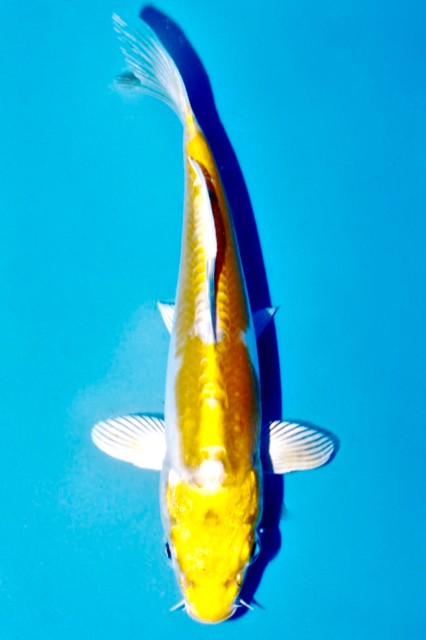 Koi-Auktion: Koi DOITSU YELLOW HARIWAKE
