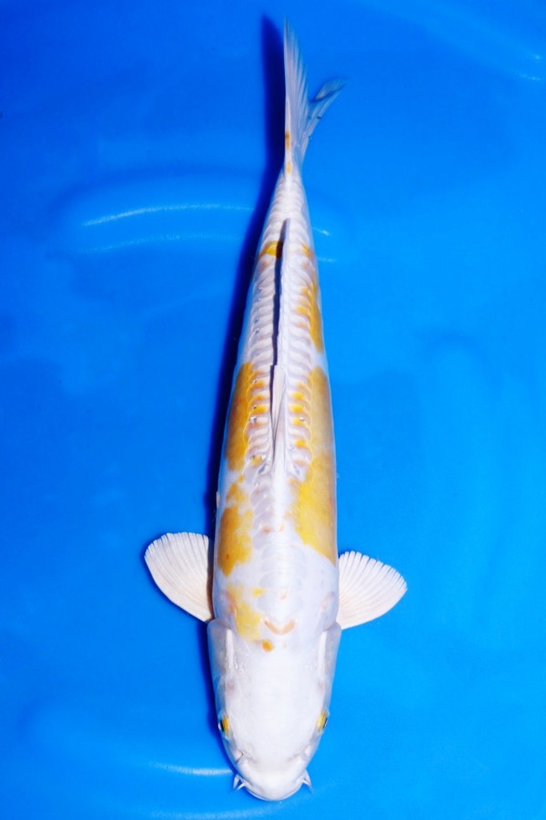 Koi-Auktion: Koi DOITSU YELLOW HARIWAKE