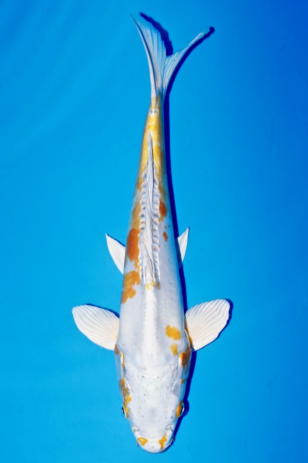 Koi-Auktion: Koi DOITSU YELLOW HARIWAKE +46CM