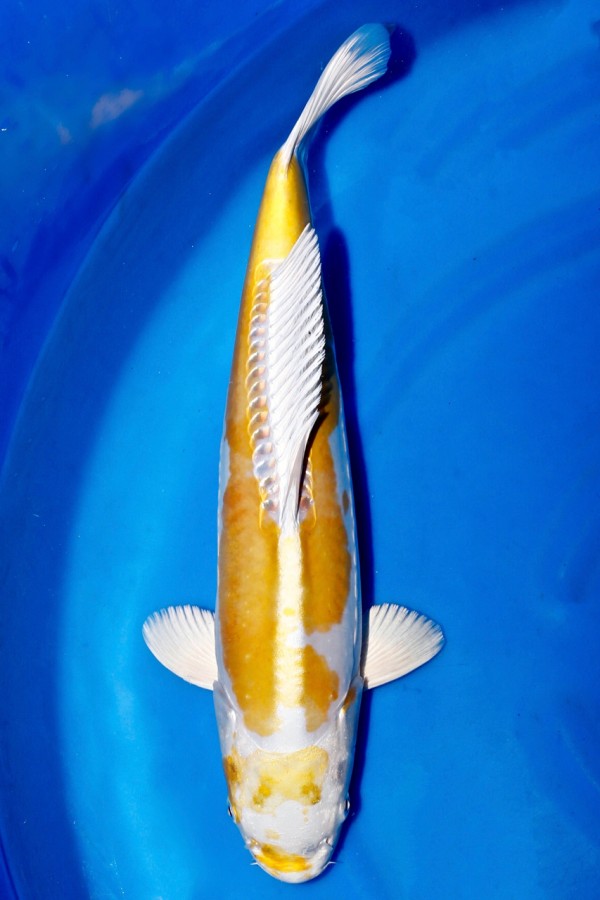 Koi-Auktion: Koi DOITSU YELLOW HARIWAKE