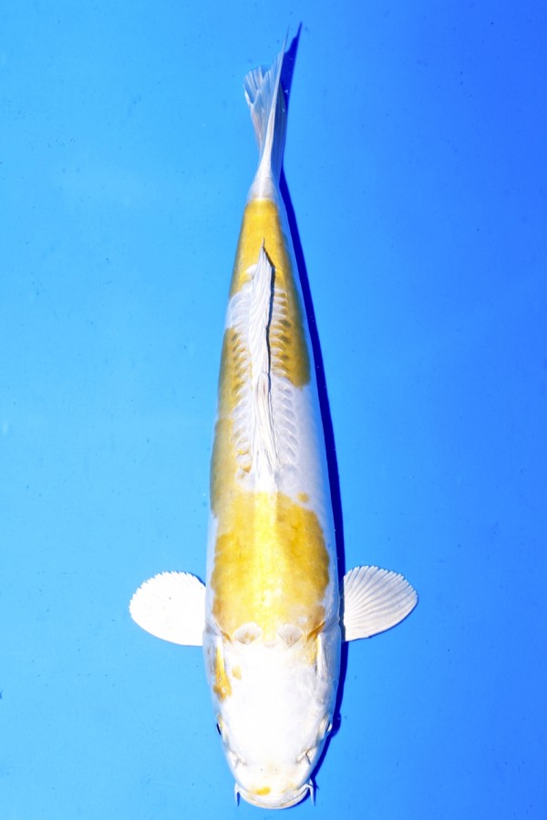 Koi-Auktion: Koi DOITSU YELLOW HARIWAKE