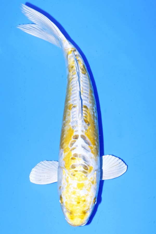 Koi-Auktion: Koi DOITSU YELLOW HARIWAKE