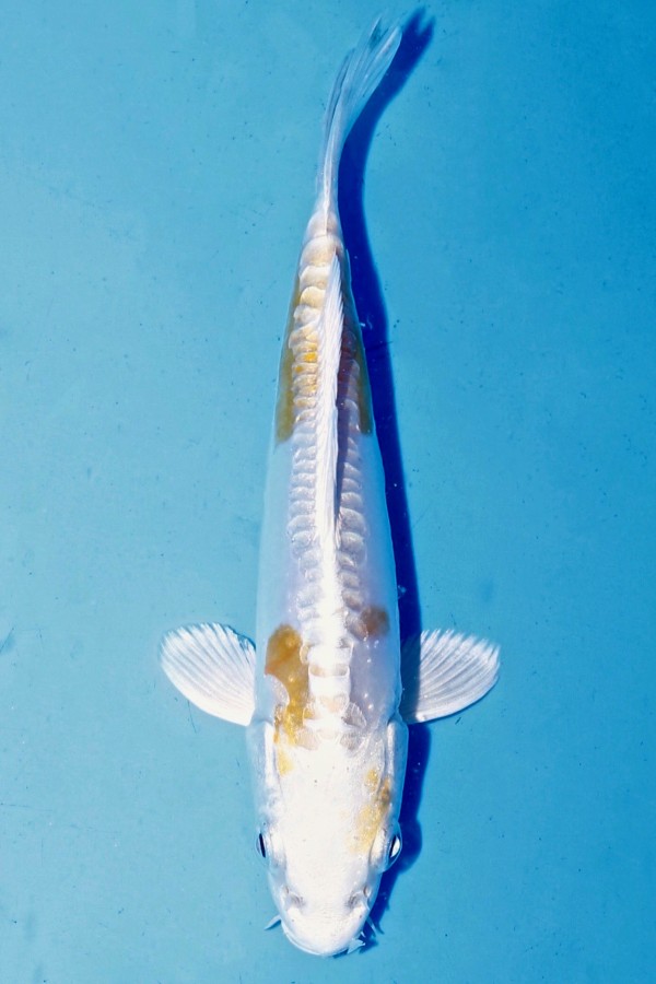 Koi-Auktion: Koi DOITSU YELLOW HARIWAKE