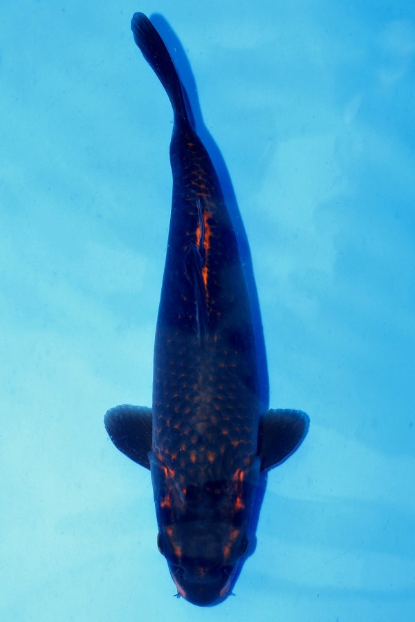 Koi-Auktion: Koi FIRE KARASUGOI WEIBLICH