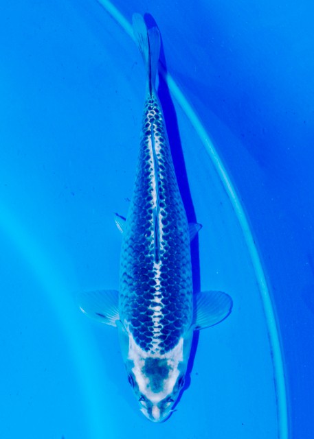 Koi-Auktion: Koi GINGA