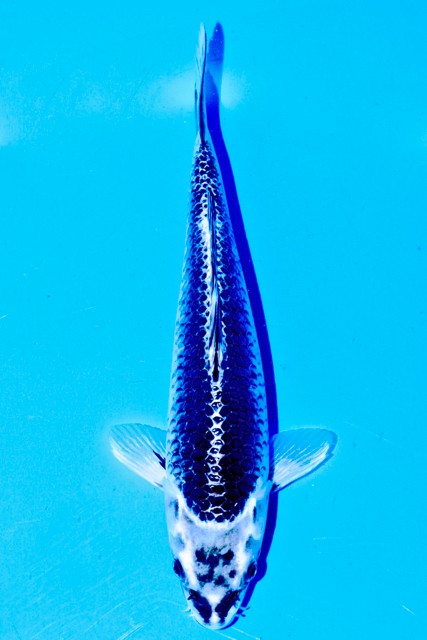 Koi-Auktion: Koi GINGA