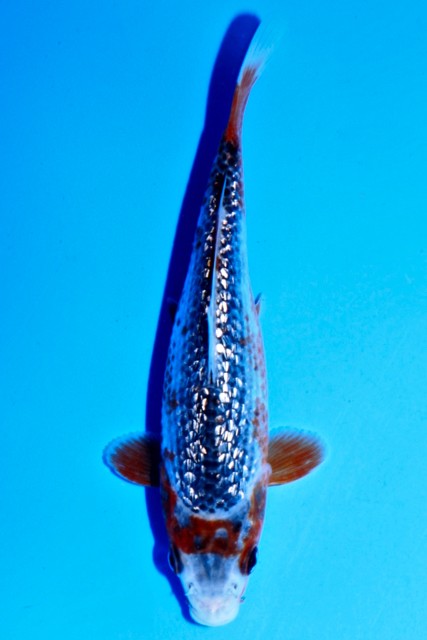 Koi-Auktion: Koi GINRIN ASAGI TOP