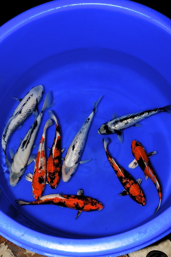 Koi Ginrin Kin Showa, Ginrin Matsukawabake