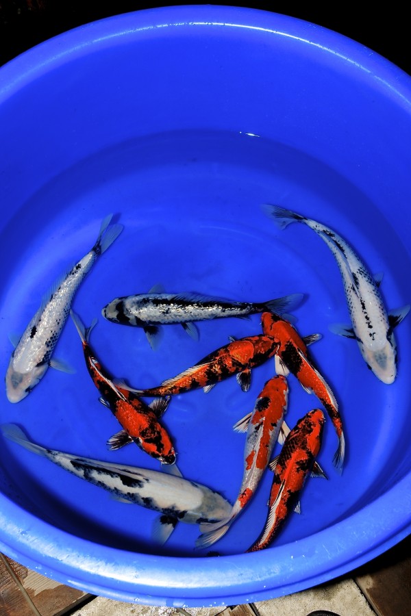 Koi Ginrin Kin Showa, Ginrin Matsukawabake