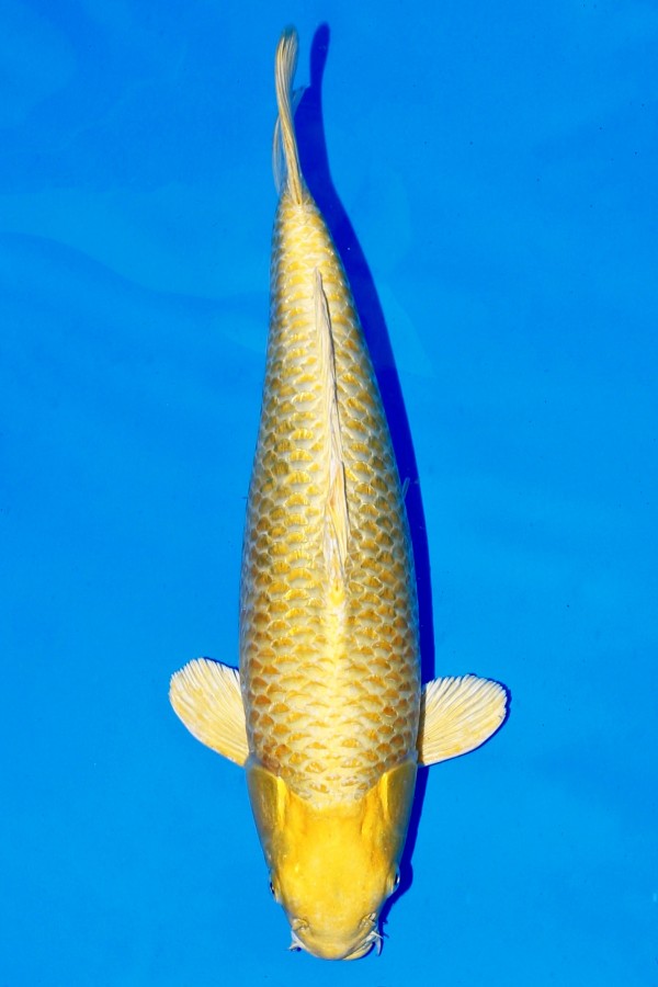 Koi-Auktion: Koi GINRIN YAMABUKI OGON +44CM