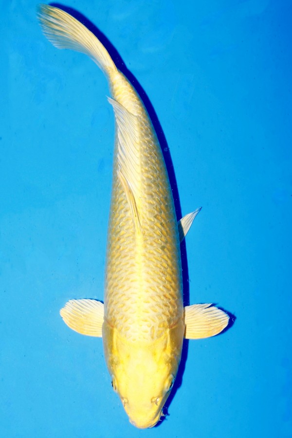 Koi-Auktion: Koi GINRIN YAMABUKI OGON +47CM