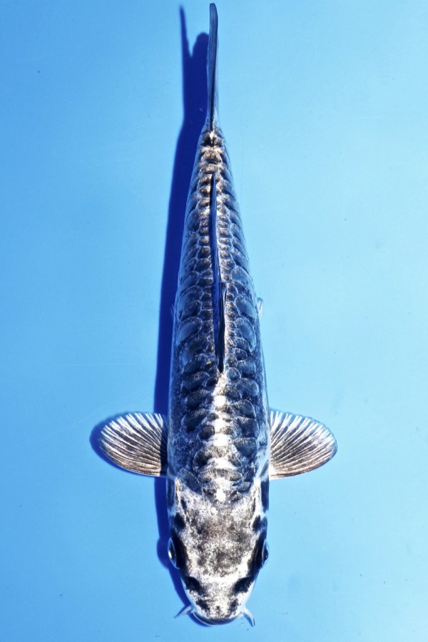 Koi-Auktion: Koi GINSUI "SNAKE SKIN" TOP