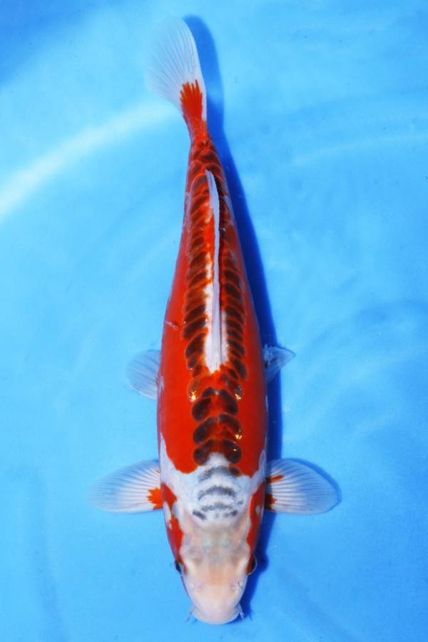 Koi-Auktion: Koi HI SHUSUI